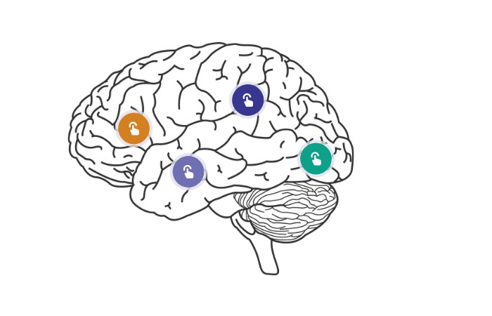 FL3L2 Brain | Genially