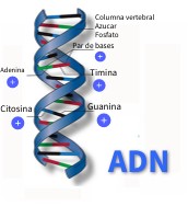 PARTES DEL ADN | Genially