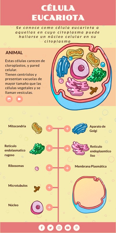 Célula Eucariota | Genially
