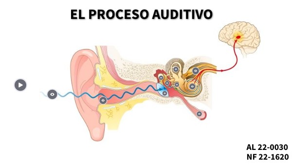 PROCESO AUDITIVO