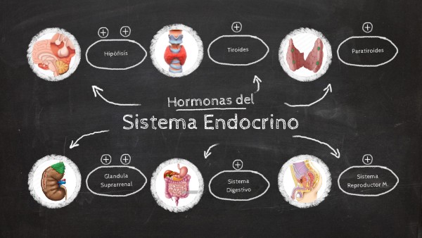 Ficha de Sistema Endocrino: Brandon Sáenz | Genially