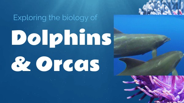 OCEAN PRESENTATION II