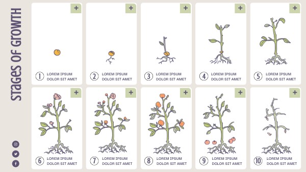 PLANT GROWTH STAGES | Genially