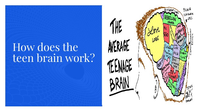 The teen brain