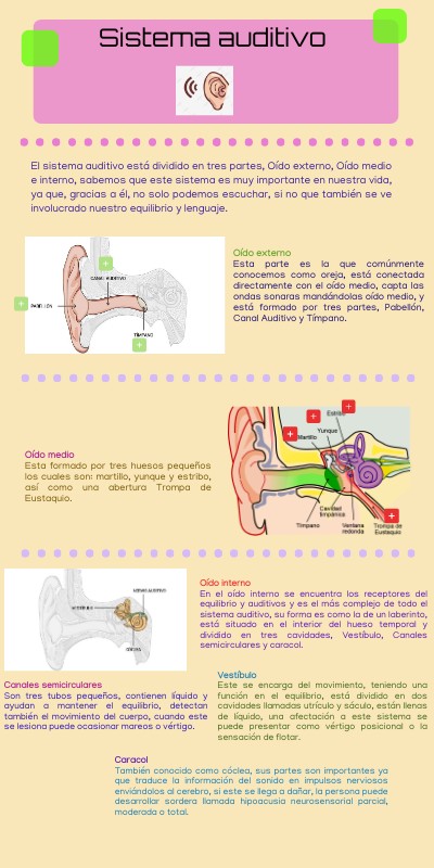 Sistema auditivo | Genially