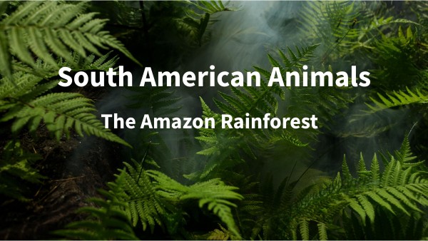 Learn about the Rainforest | Genially