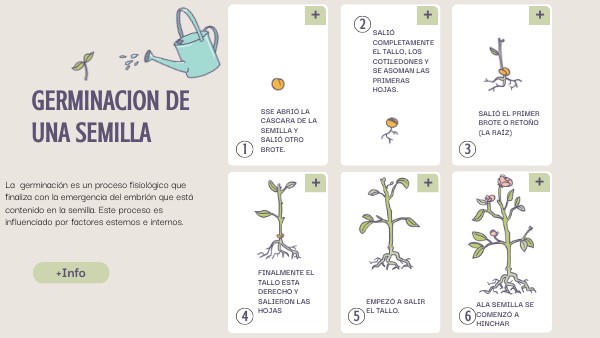GERMINACIÓN DE UNA SEMILLA | Genially