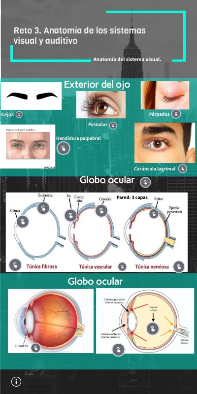 Reto 3. Anatomía de los sistemas visual y auditivo | Genially