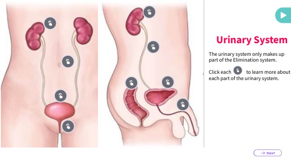 Urinary A&P | Genially