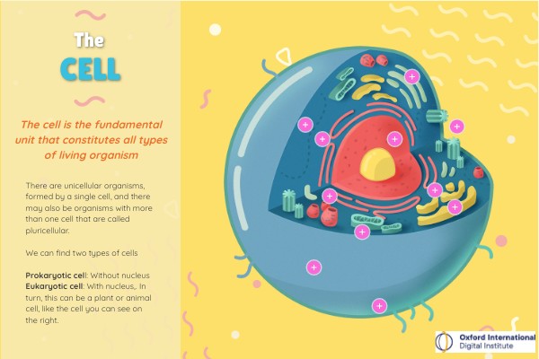 Eukariotic cell | Genially