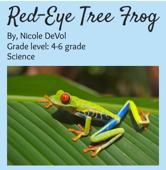 Red-Eye Tree Frog