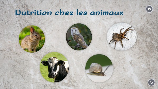 Digestion chez les animaux | Genially