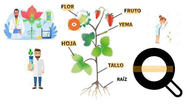 Partes de una flor-Los herederos de la flora (8-12)