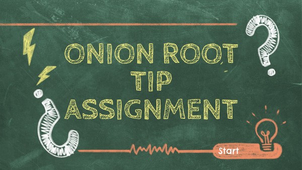 Mitosis Onion Root Tip | Genially