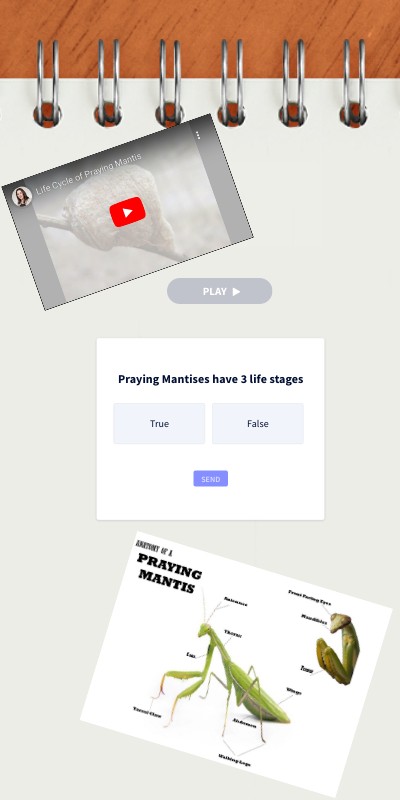 Marvelous Mantis: Nature's Ninja in Action