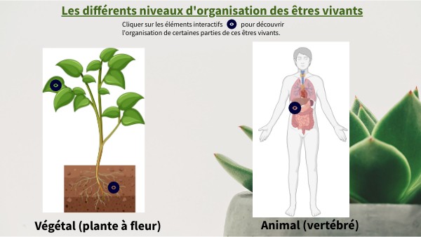 Les différents niveaux d'organisation du vivant | Genially