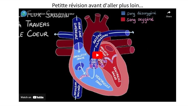 L'appareil cardiovasculaire | Genially