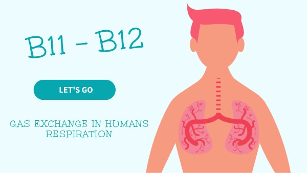 B11 (gas exchange in humans) - B12 (respiration)