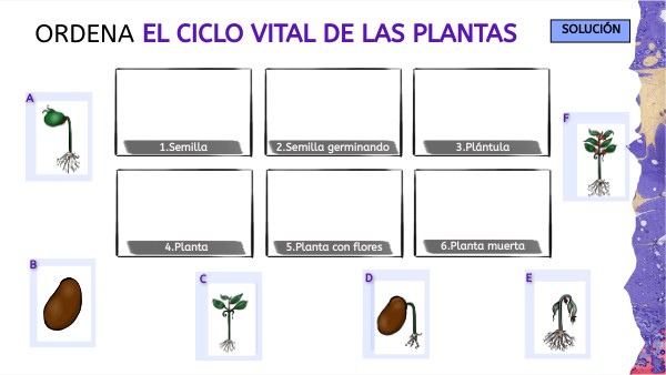 ORDENA EL CICLO VITAL DE LAS PLANTAS | Genially