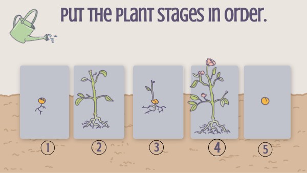 Plants stages of growth