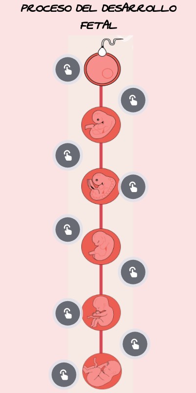 proceso del desarrollo fetal | Genially