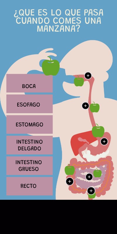 que pasa cuando comemos una manzana