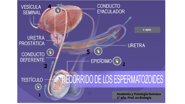formación de espermatozoides | Genially