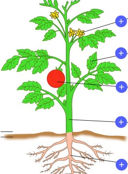 Parts of a plant