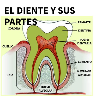 El dientes y sus partes | Genially