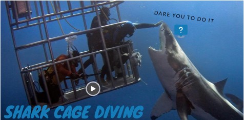 Interactive image Shark Cage Diving | Genially
