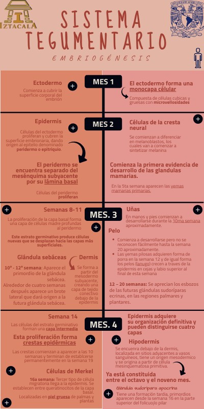 Sistema tegumentario | Linea del tiempo | Genially