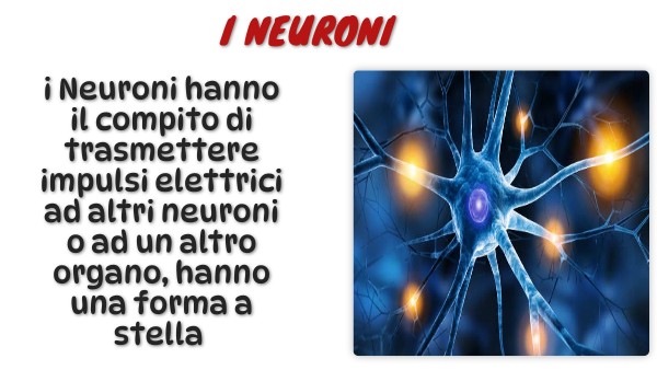 i neuroni