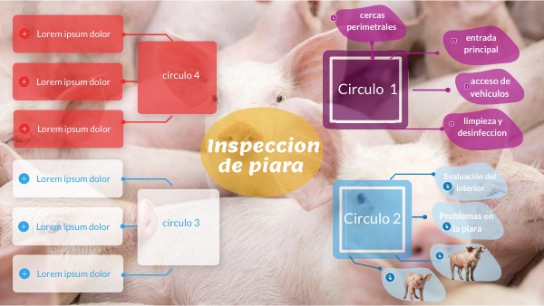 inspección de piara | Genially