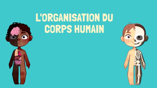 Bloc 2 STMS Organisation du corps humain