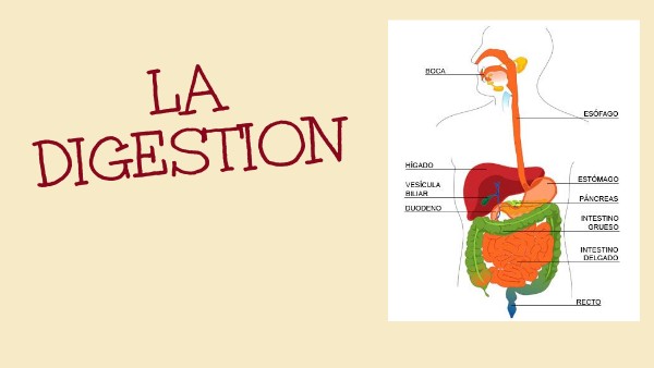 DIGESTION | Genially