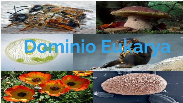 DOMINIO EUKARYA: "Diversidad de organismos"