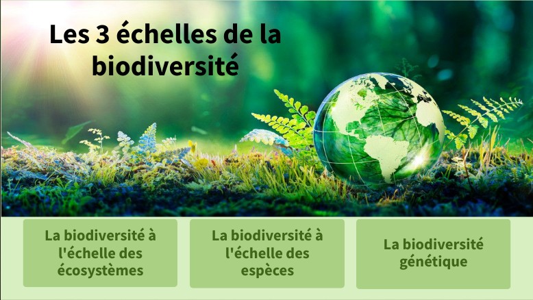 Les 3 échelles de la biodiversité | Genially