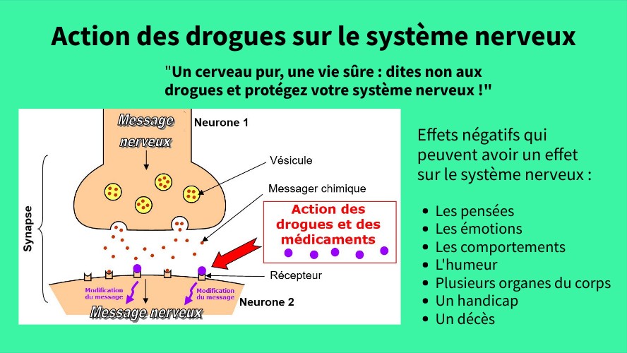 Actions des drogues sur le système nerveux Basile meo arthur | Genially