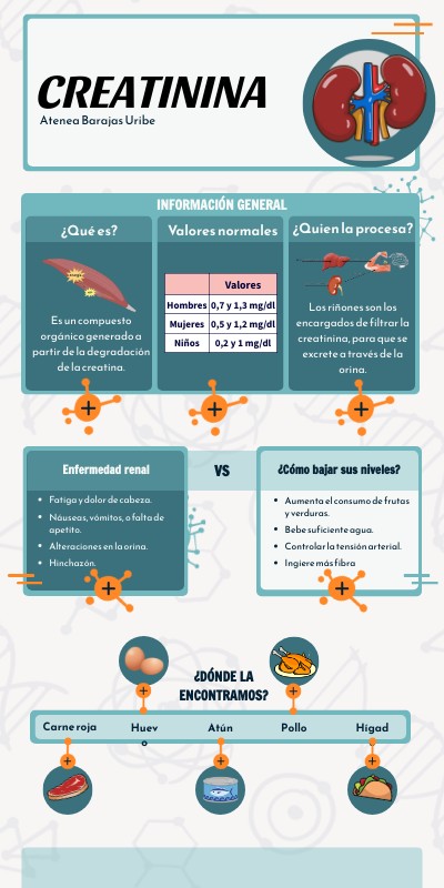 Infografía creatinina | Genially