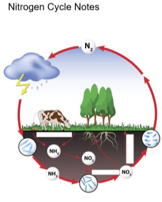Nitrogen Cycle practice