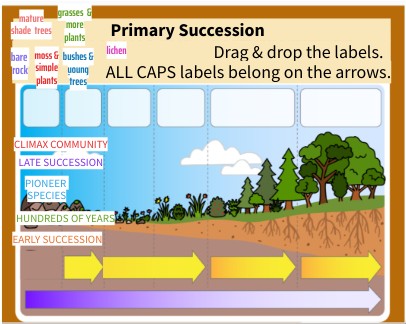 CB Primary Succession | Genially