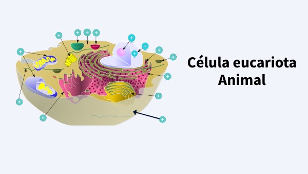 Célula eucariota | Genially