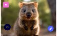 il quokka