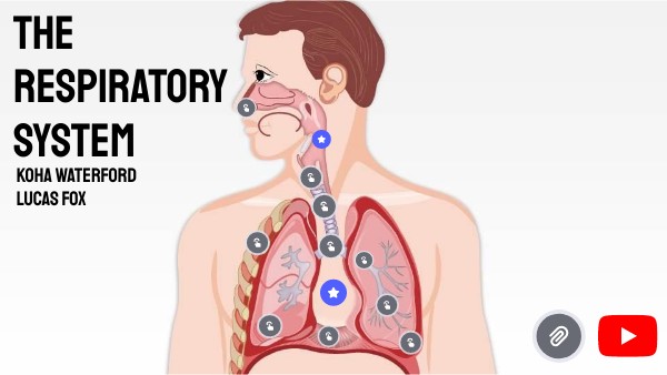 The Respiratory System | Genially