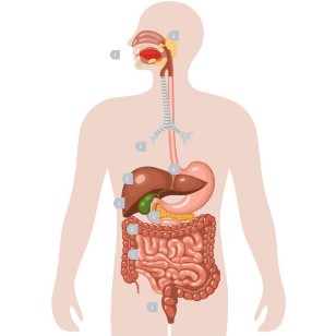 digestive system | Genially