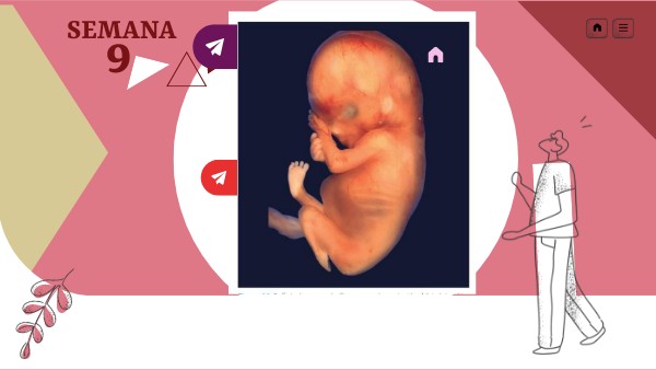 PERIODO FETAL. SEMANA 9. | Genially