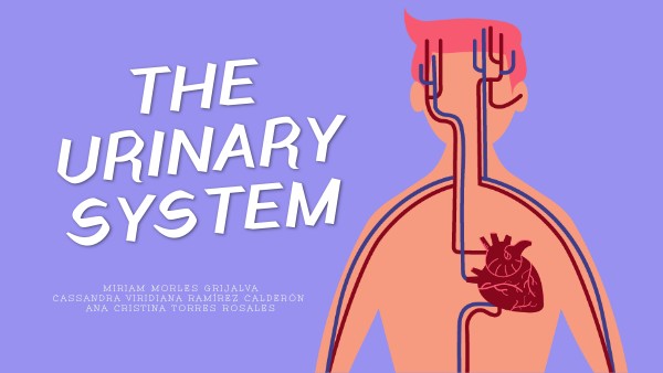 Urinary system