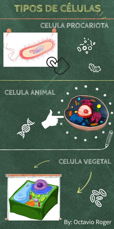 INFOGRAFÍA DE LOS TIPOS DE CÉLULAS | Genially