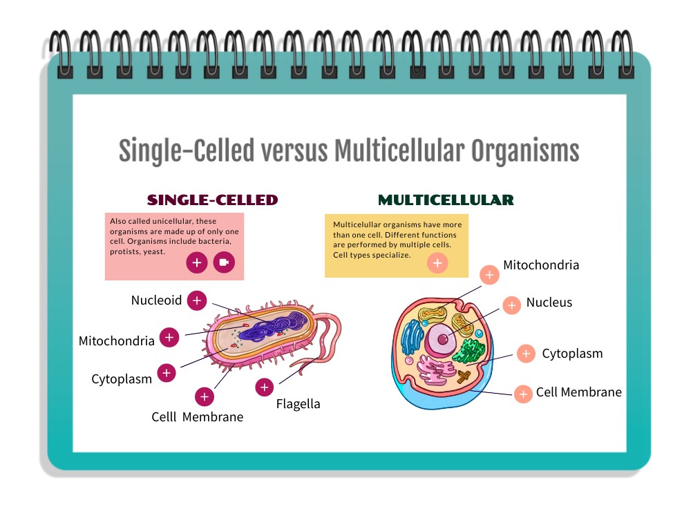 *Single-celled vs Multicellular