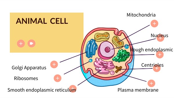 INTERACTIVE CELL POSTER